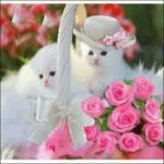 [145+] Cute DP Images, Photos, Pictures & Wallpapers - PhotosLy